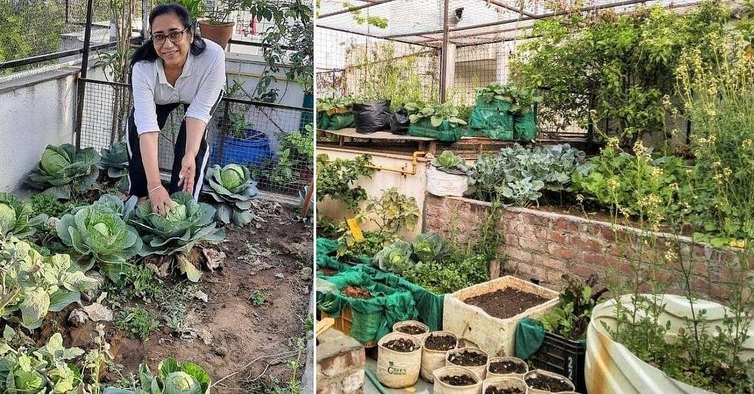 Delhi: Grow 40+ fruits and vegetables in useless containers, enough for ...