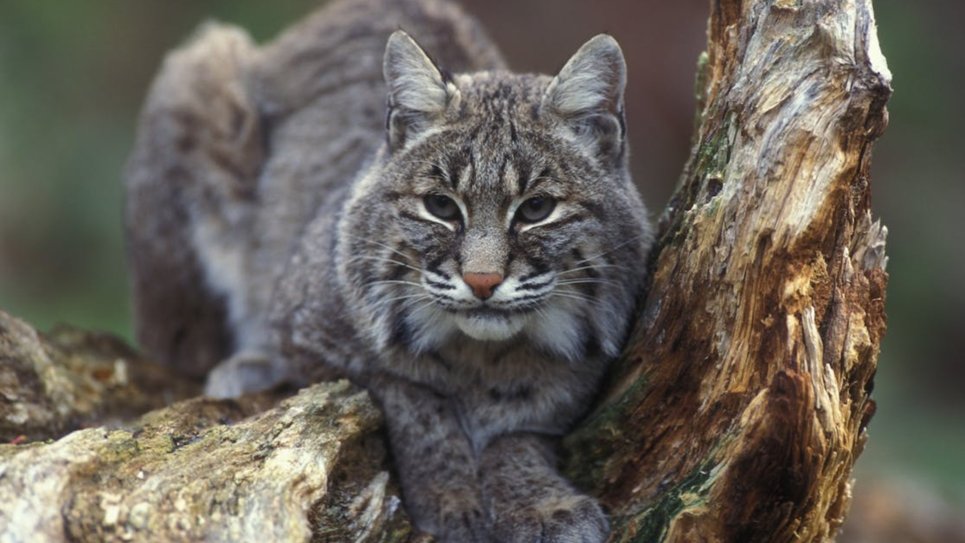 Aggressive bobcat attacks 2 children and 2 dogs in Georgia