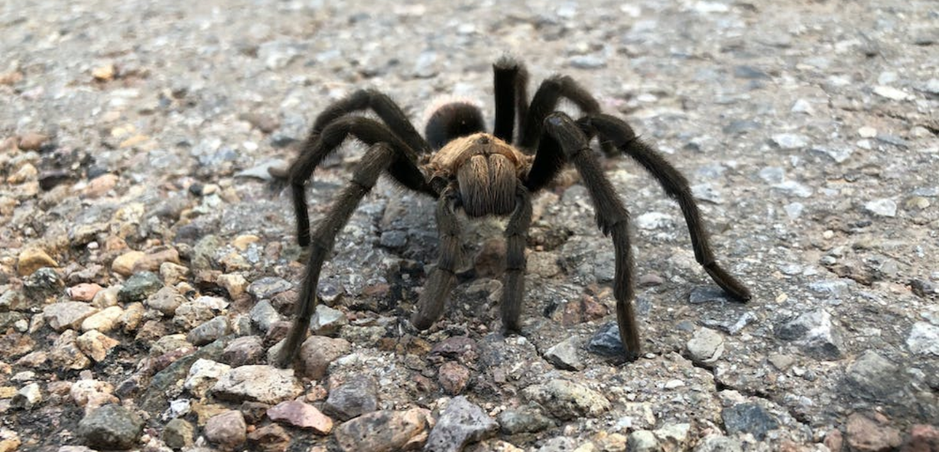 Tarantula causes collision in California's Death Valley National Park ...