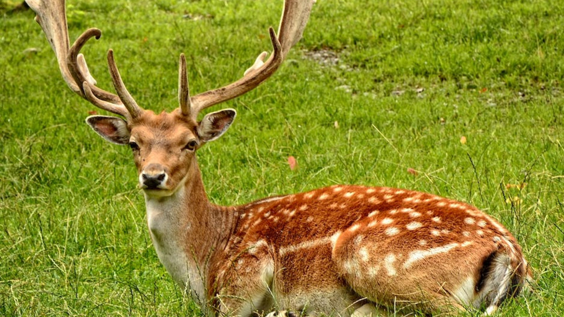 Deer in Yellowstone National Park dies of rare 'zombie' disease