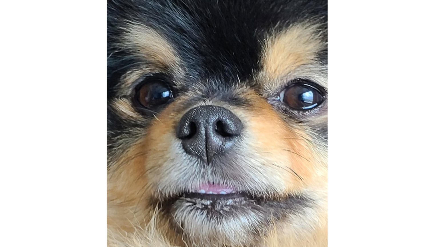 BTS' V Announces the Passing of His Beloved Dog Yeontan